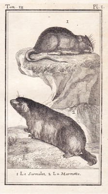 Murmeltiere Marmot Rata Rat Grabado Buffon 1780 | eBay