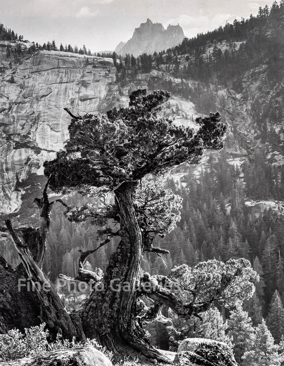 Tree Ansel Adams Photography