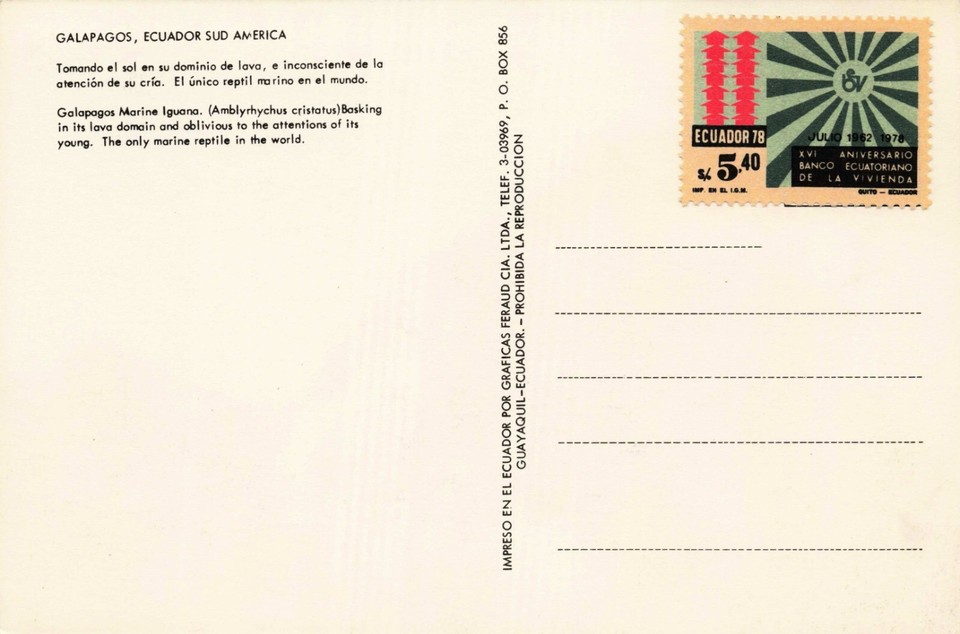 Galapagos Marine Iguana Vintage Postcard Unposted with Ecuador Stamp | eBay