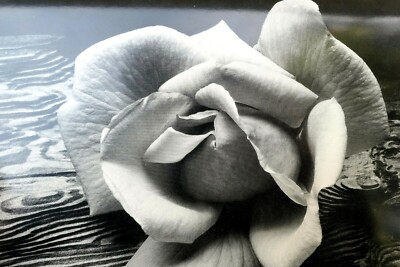 Rose and Driftwood 1932 California Photograph Ansel Adams A-019-85 ...
