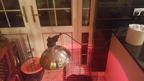 Intelec TSK0255 Infra-Red Heat Lamp for sale online | eBay UK