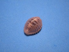 Cypraea Shells for sale | eBay