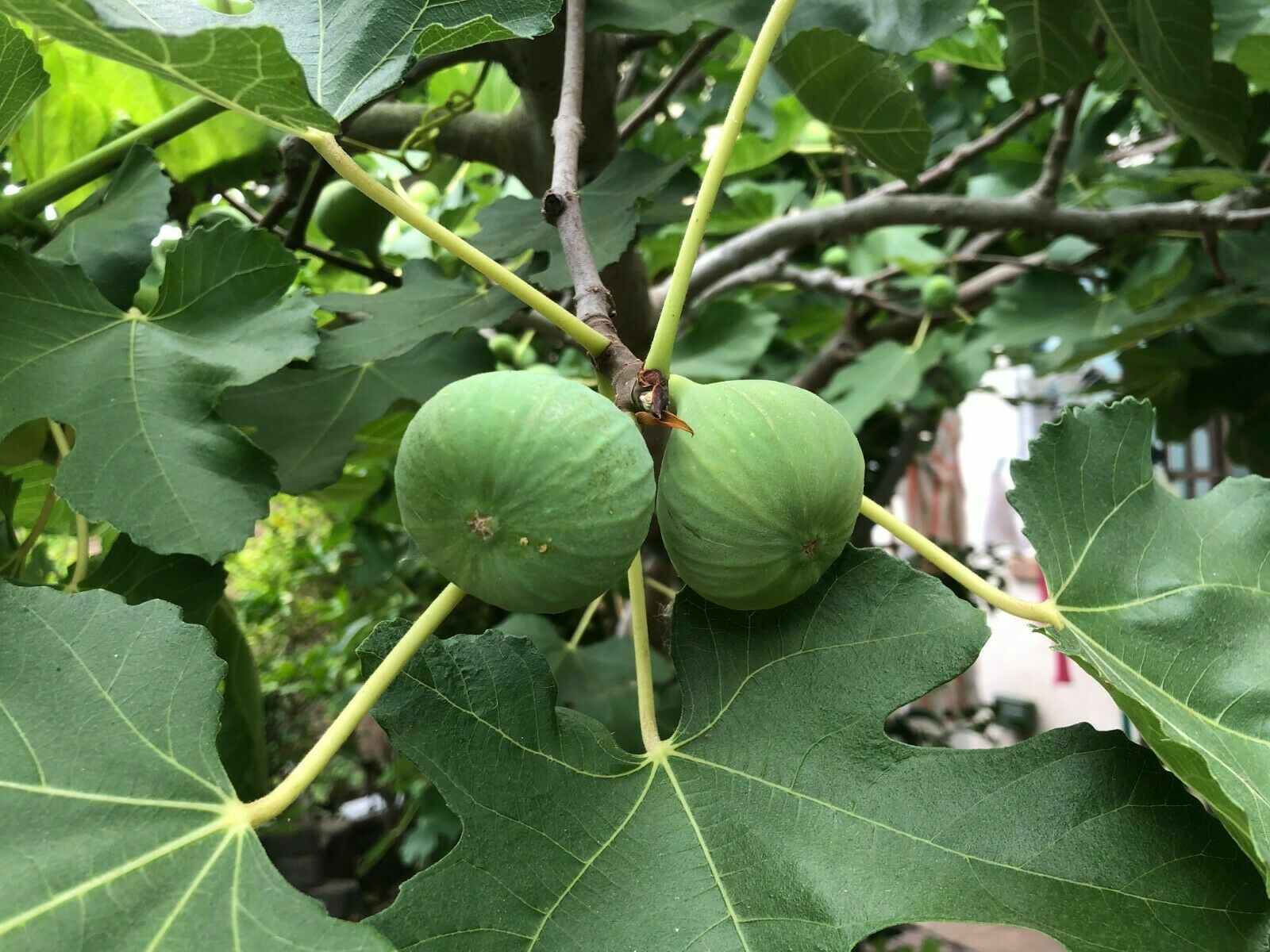 Kadota Fig Fruit Trees Twig Cutting 10" for Propagation | eBay