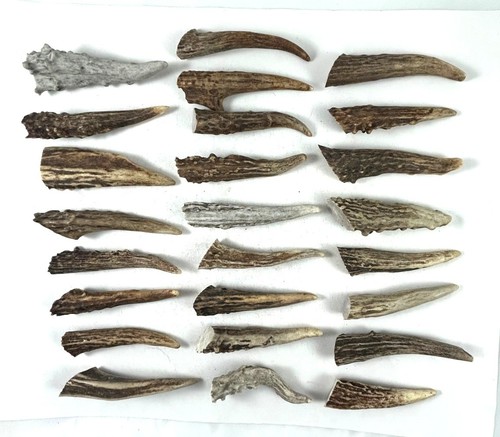 25 - 3" DEER & ELK ANTLER GNARLY TINE TIPS ARTS, CRAFTS TOGGLES - Bag ...