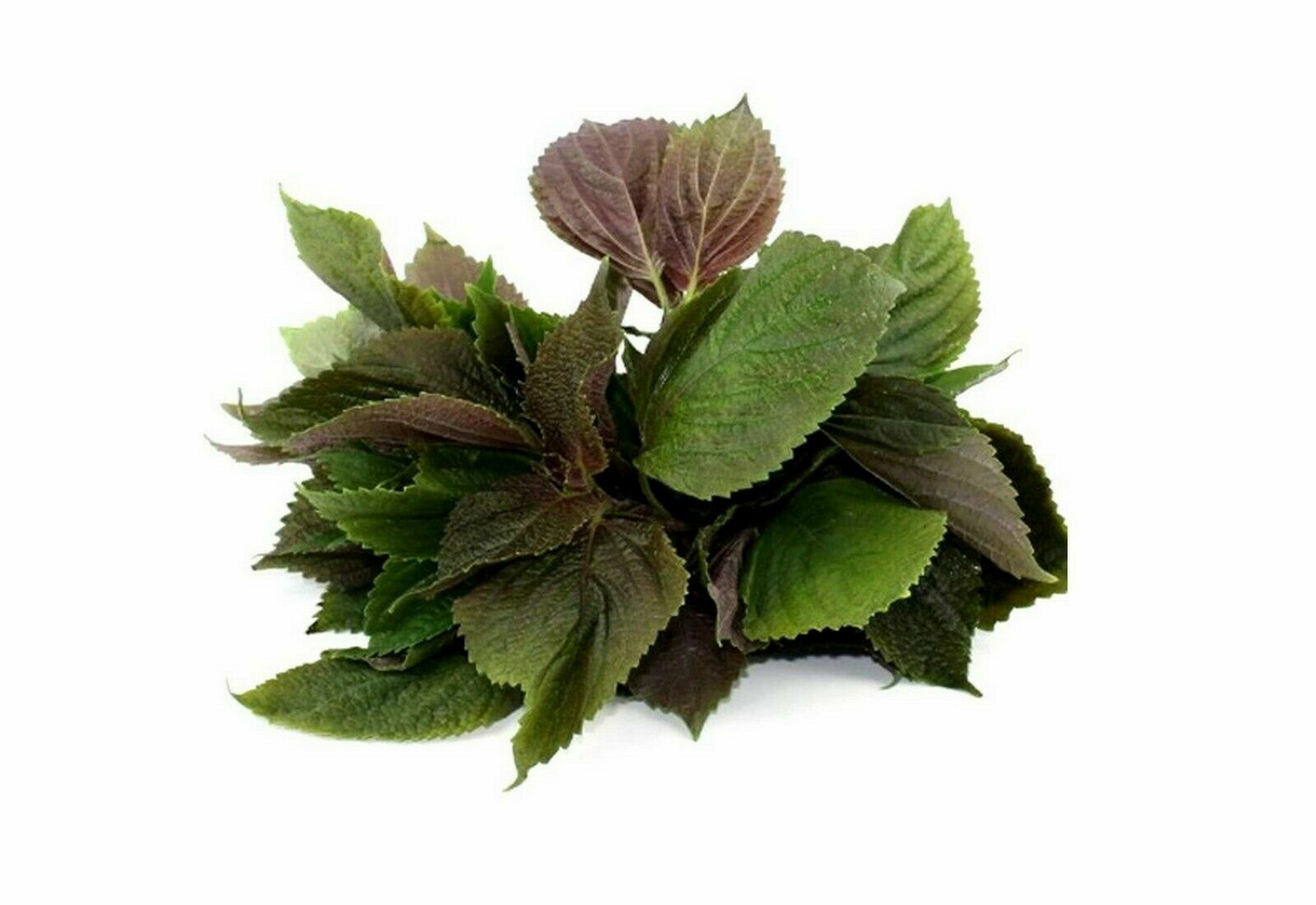 500 Graines de SHISO BICOLORE non traitées - Hojiso Perilla frutescens ...