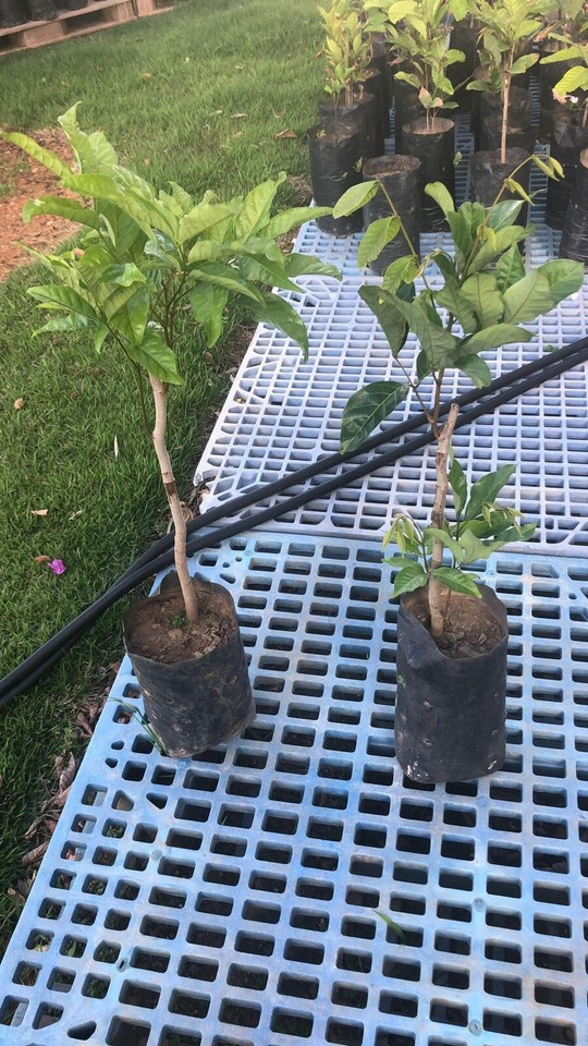 Grafted Rambutan (Nephelium lappaceum) Tropical live fruit tree (2-3ft ...