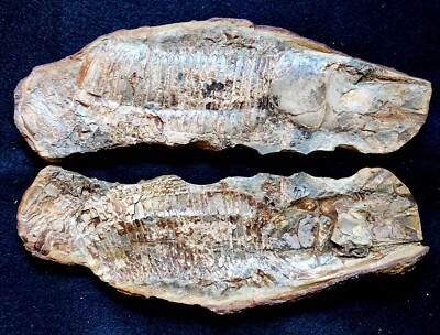 Aspidorhynchus prehistoric Bowfin fish two sided fossil. 14.5-inches ...