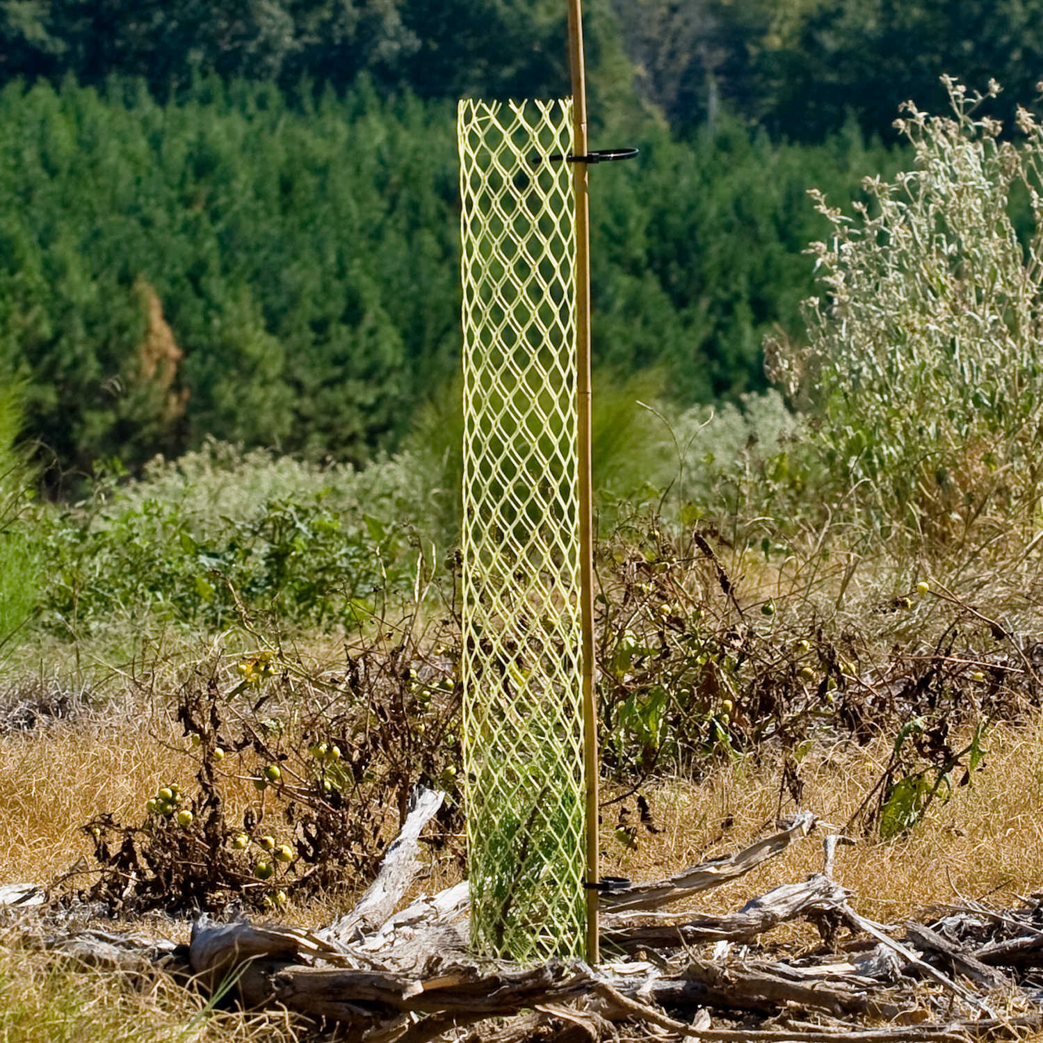 4” x 24” Rigid Seedling Protector Tubes pk. of 250 | eBay