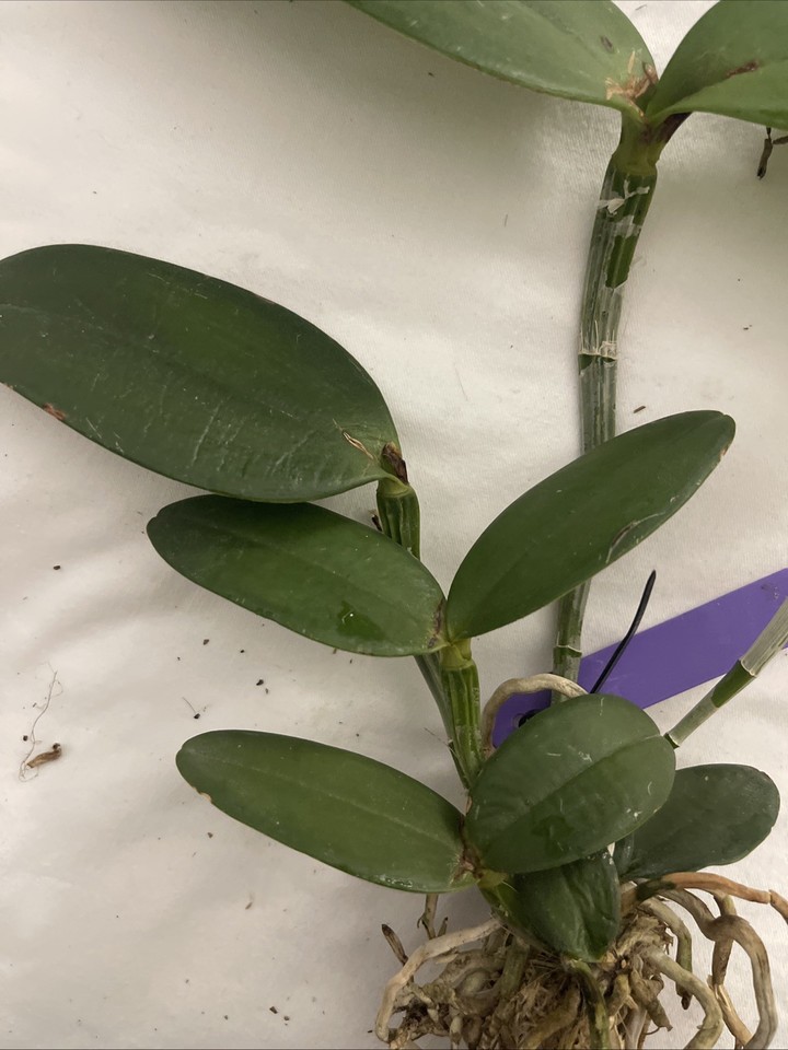 Orchid live Cattleya amethystoglossa var. alba - bare root | eBay