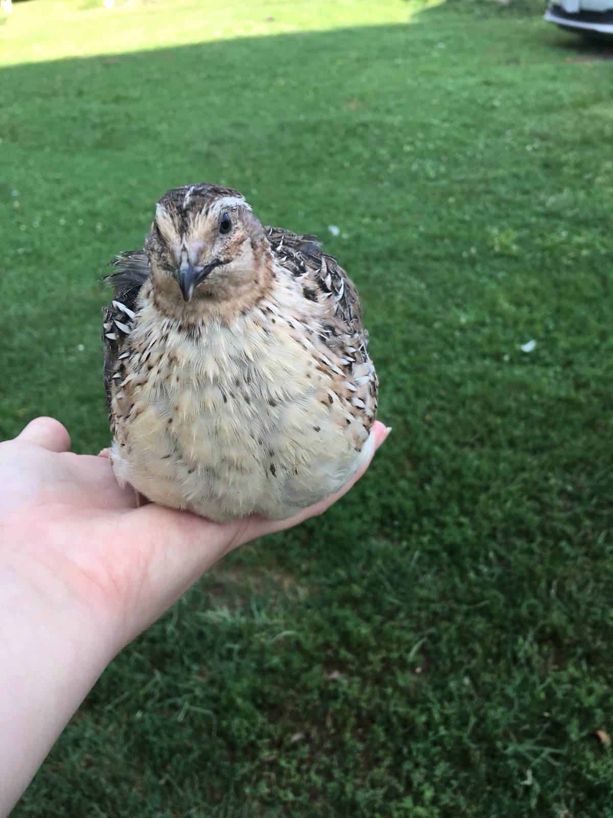 110+RARE Falb Fee Coturnix Quail Hatching Eggs By Myshire! Are Feather ...