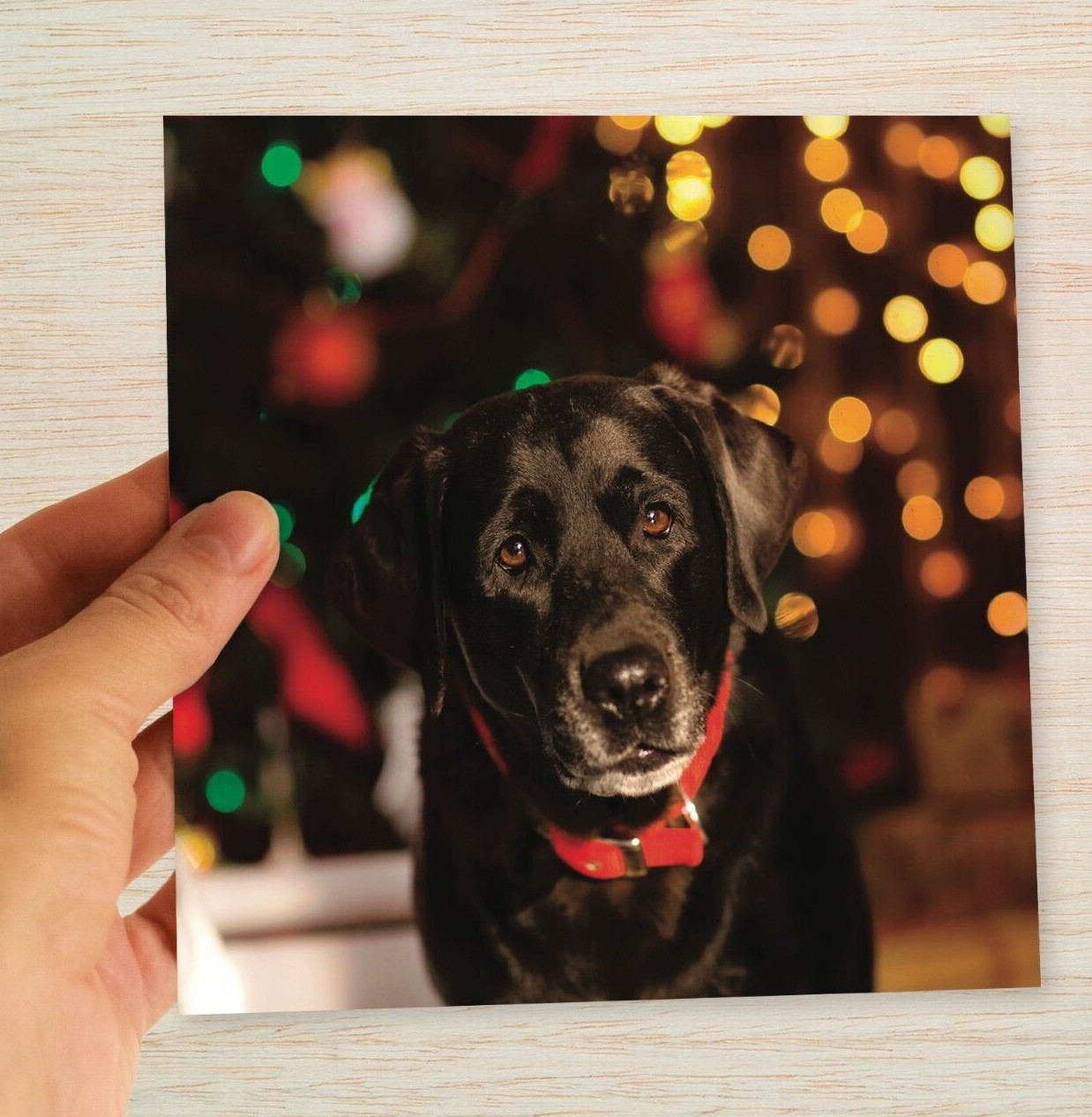 Black Labrador Christmas Cards & Packs Senior Black Lab Xmas Cards ...