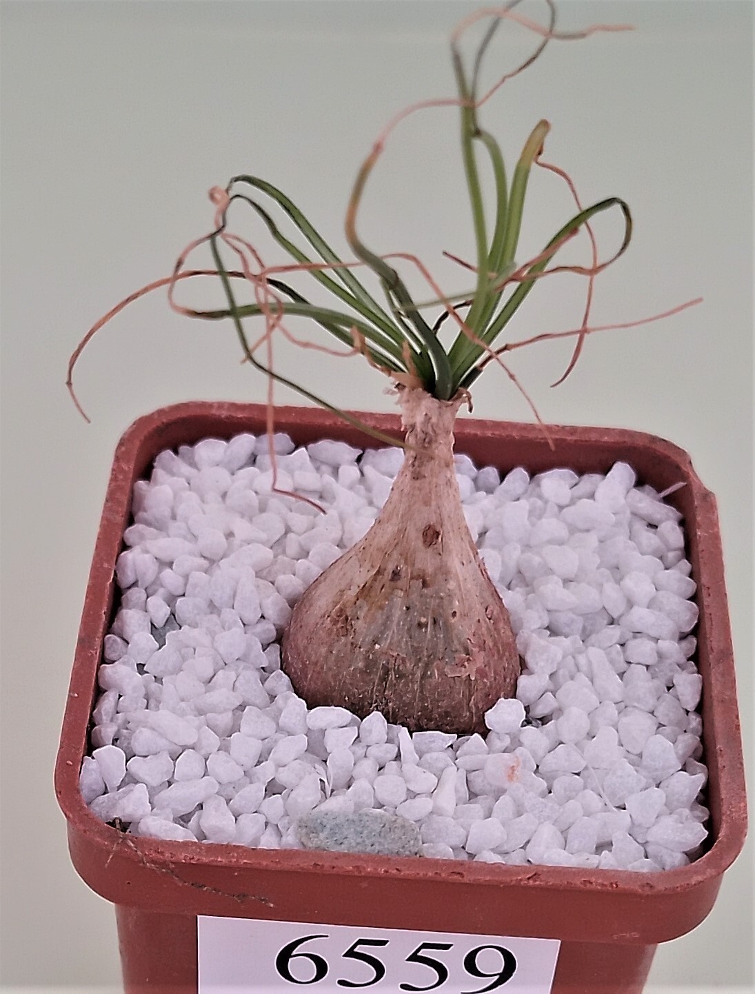 ORNITHOGALUM ssp. Namibia /6559/ D20mm grown from seeds | eBay Australia