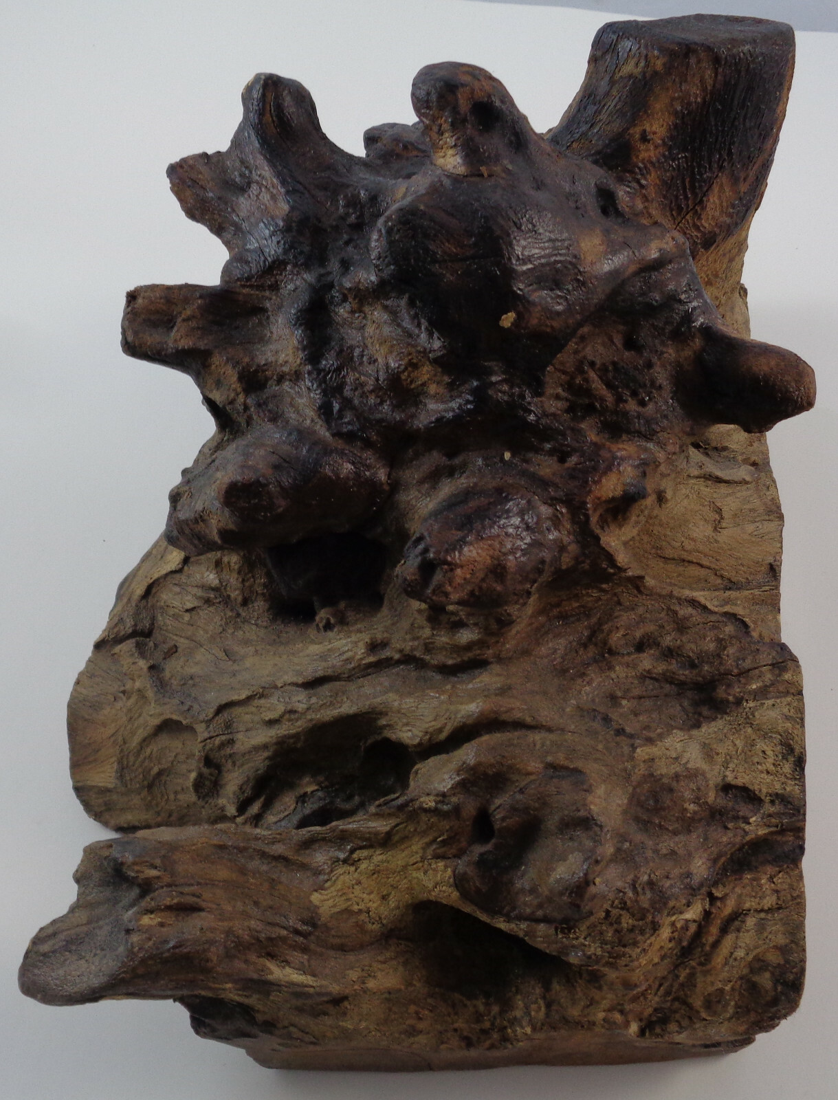 Gnarled burl (?) driftwood for beach display aquarium terrarium bookend ...