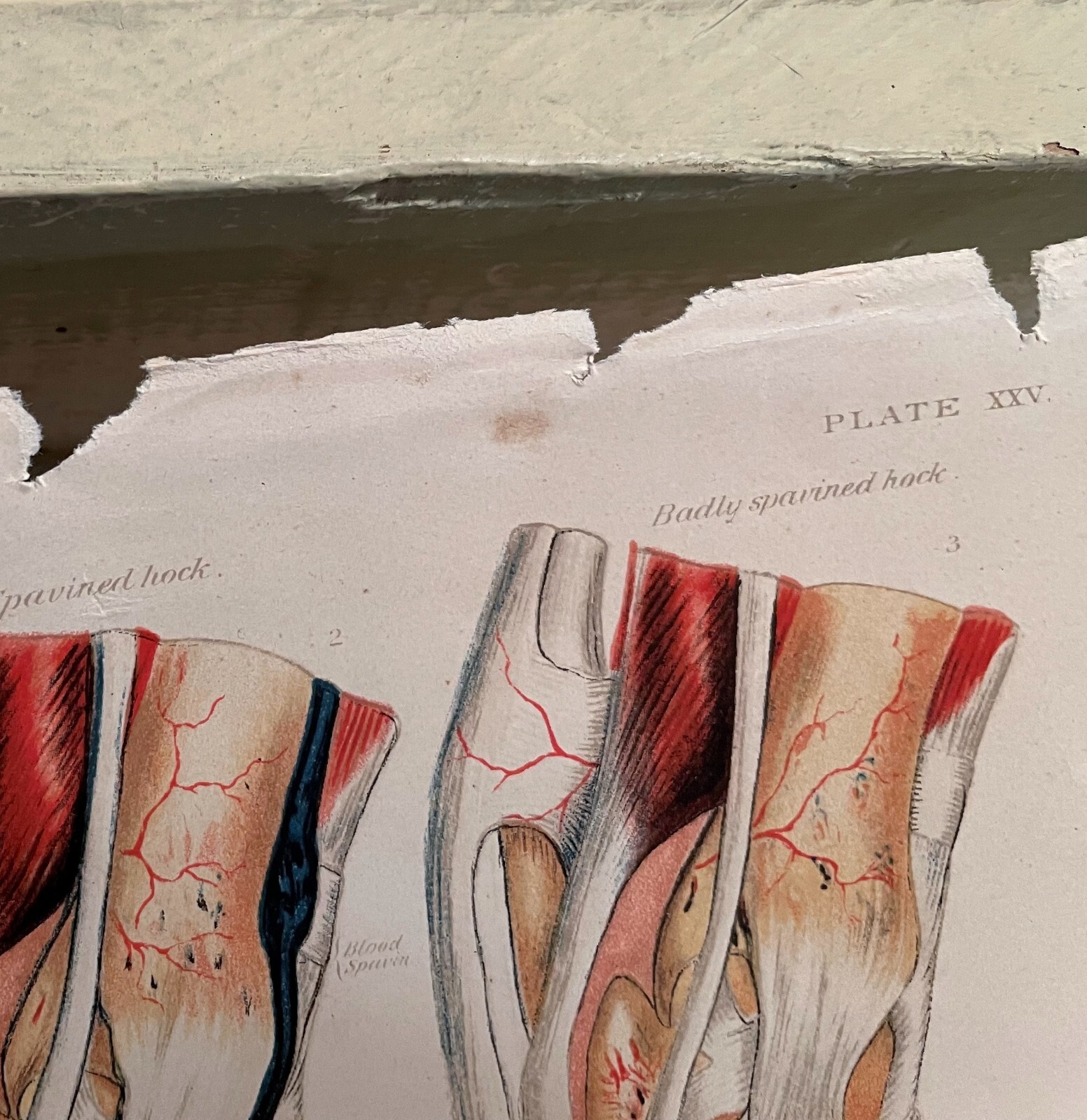 Unique Antique Halloween Decor Book Page Animal Leg Hocks Late 1800s ...