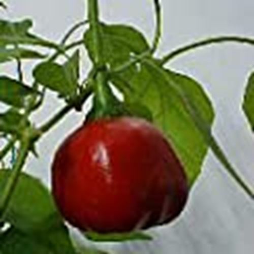 Earbob Hot Peppers Seeds (((25 Seed Packet))) (More Heirloom, Organic ...