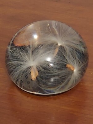 Beautiful ACRYLIC Lucite TARAX infinity MILKWEED Seed Puff Specimen ...