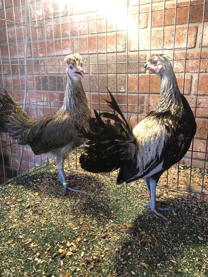 7 Flarry Eyed Grey EGGS | eBay