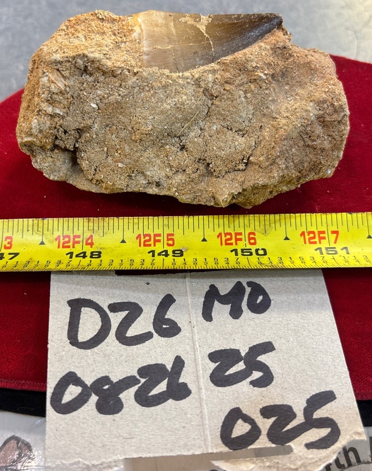 Mosasaurus tooth in Matrix Excellent condition. | eBay