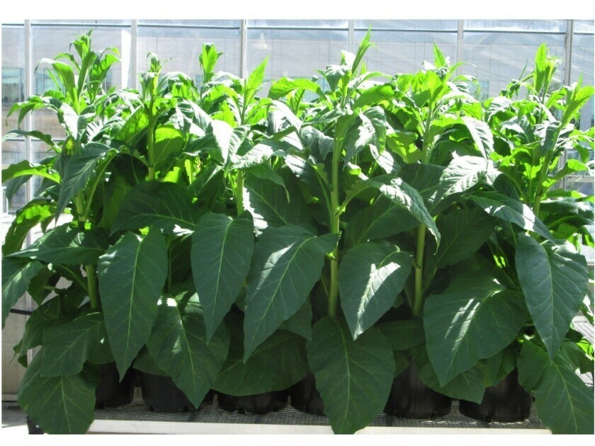 Amber Leaf tobacco highly fertile seeds approx 1000 - Organic | eBay UK