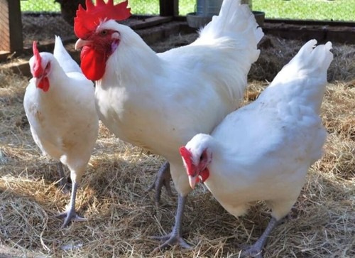 16+ American Breese Hatching Chicken Eggs *NPIP/AI Clean* | eBay