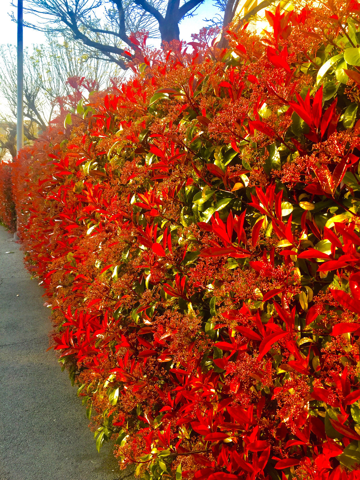 15 Red Robin Hedging Photinia Evergreen Plants Fast Growing 25-30cm ...