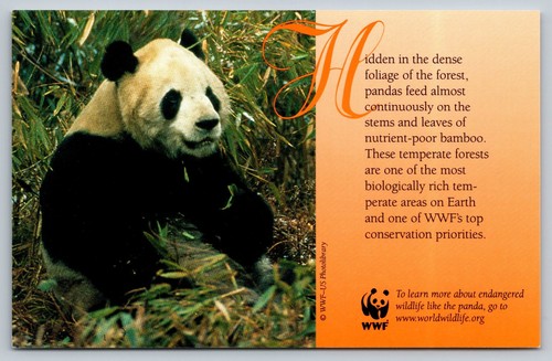 WWF Giant Panda Conservation Postcard with Bamboo Forest Image | eBay