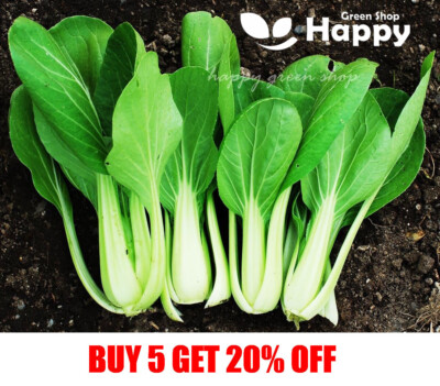 VEGETABLE SEEDS CHINESE WHITE PAK CHOI - 1200 SEEDS - CABBAGE BABY LEAF ...
