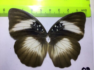 UAB 09 A+/ A Cymothoe hyarbita FEMALE Butterfly Butterflies | eBay