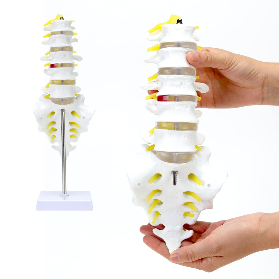 Human Anatomy Skeleton Model, Lift Size | 1/2 Lift Size Human ...
