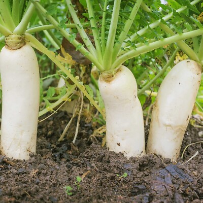 5 lb. Daikon Radish Seed Deer Wildlife Food Plot Pasture Garden | eBay