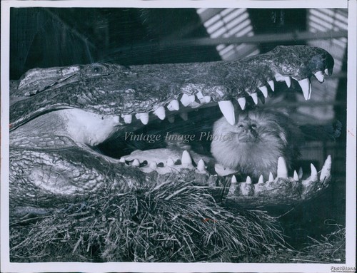 1958 Photo Monty The Marmoset Snatches Snacks From Stuffed Alligator ...