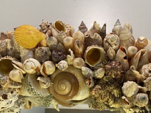 Large Round Sea Shell Frame Wall Mirror Folk Art Handmade Coastal Beach ...