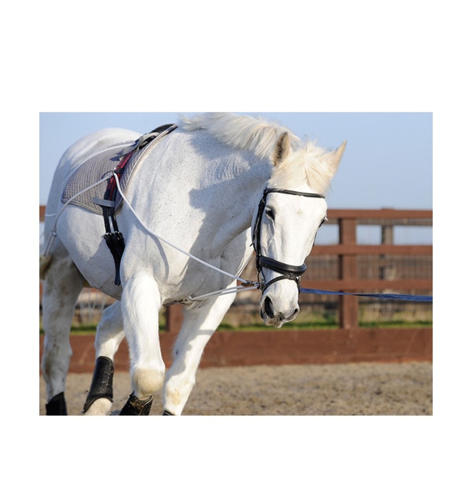 Hunters Saddlery Ultimate Horse Lunging Training Aid System Lunge ...