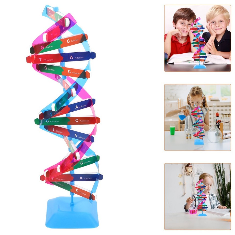 Dna Double Helix Molecule Kit Children's Science Experiment Kits Class ...