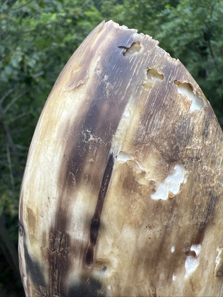 Original Native American Indian Hand carved Goat Horn Spoon; Late 19th ...