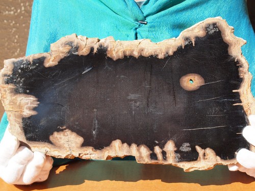 Beautiful Opal Petrified Wood Complete Trunk Cross Section from ...