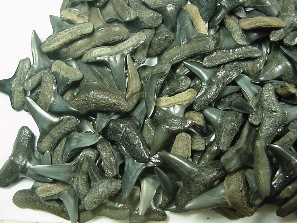 200 - Fossilized "Full" Lemon Shark Teeth from South Florida | eBay