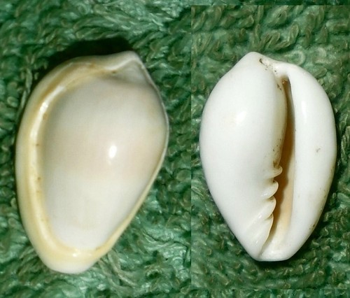 SS RFM 67693 Marginella Prunum cinctum Kiener 1814 18.9mm Gem dredged ...