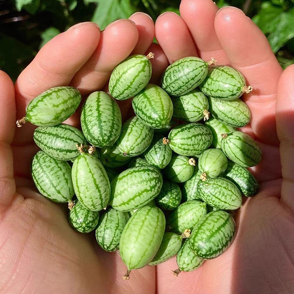 50pcs Mini Thumb Watermelon Organic Fruits Vegetables Balcony Planting ...