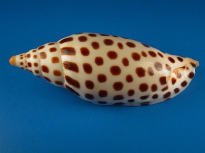 Scaphella junonia, Excellent Dark Spot Pattern, 97.0mm, Florida Shell ...