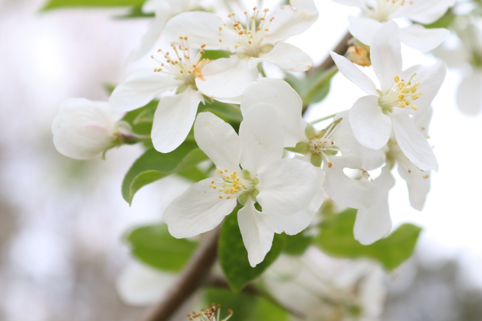 Crabapple 2-3ft tall native bare root tree saplings whips hedging ...