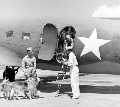 WW2 Photo WWII US Military War Dog Aircraft Training 1942 World War Two ...