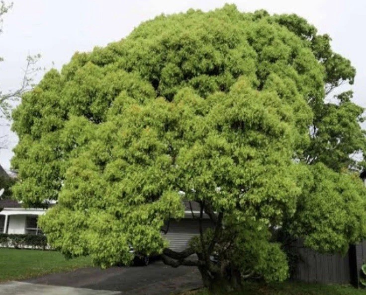 Lot Of 4 Camphor Trees 6-8 Inch Well Rooted Seedlings Cinnamomum ...