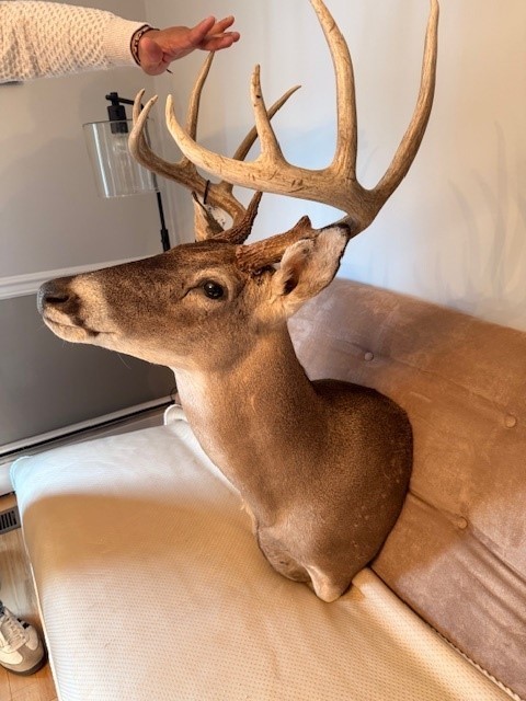 10-Point Whitetail Deer Shoulder Mount – Taxidermy Trophy – Rustic ...