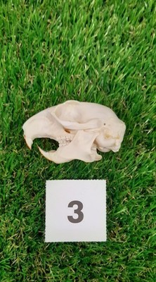 Genuine Grey Squirrel skull + Jawbones - Scientific Study, | eBay UK