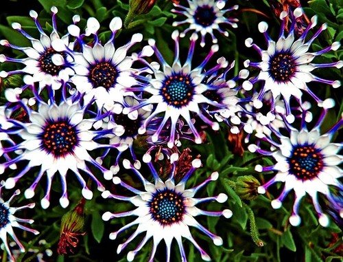 Osteospermum Mix Seeds ~ Spider ~ Daisy ~ Cool Flowers ~ Grow Your Own ...