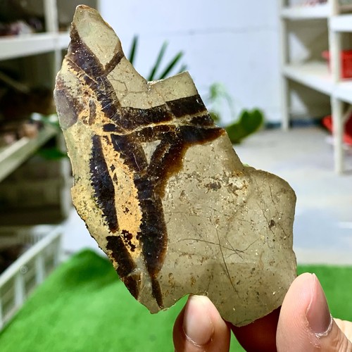 59G Natural beautiful Septarian Slice raw stone Quartz Crystal Healing ...