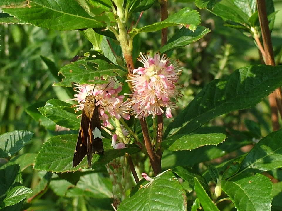 20 Pink SUMMERSWEET BUSH Clethra Alnifolia Rosea Fragrant Flower Shrub ...