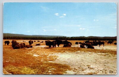 Postcard Bison in Lower Geyser Basin Yellowstone National Park Buffalo ...