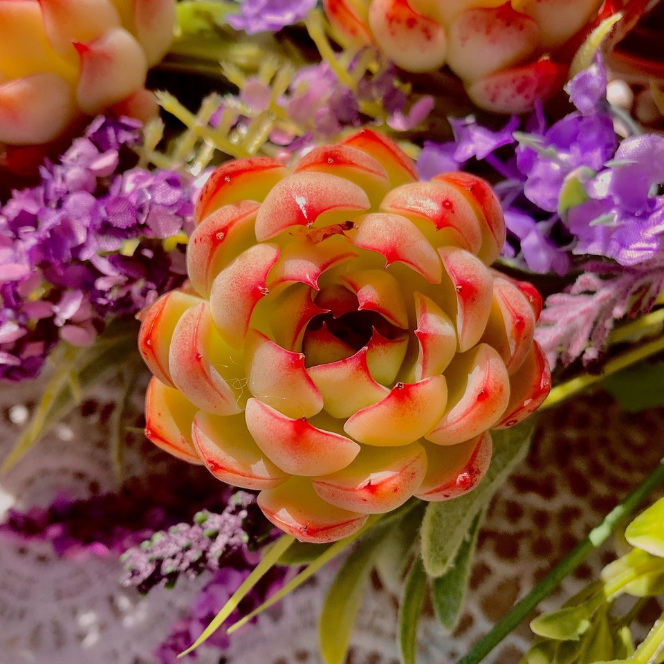 Echeveria Soul Fairy Rare Succulent Plants, Variegated 2" Green ...